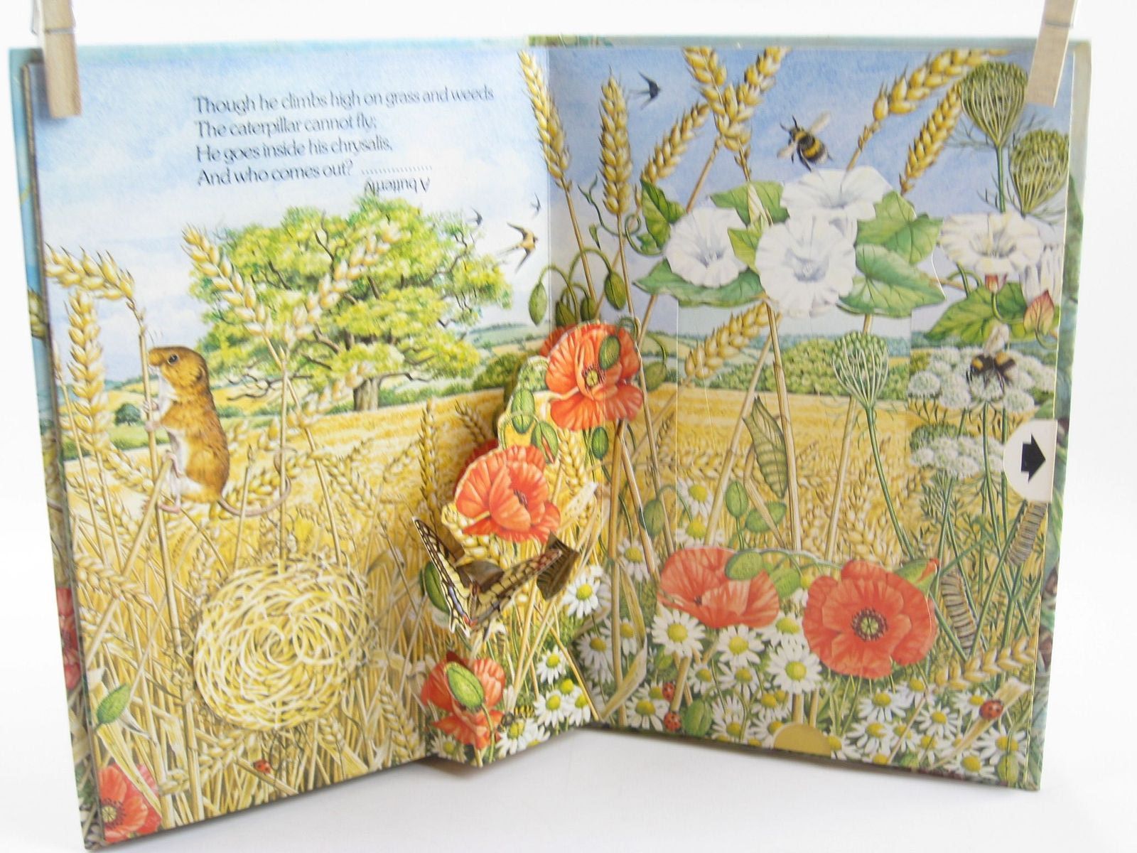 Stella & Rose's Books : NATURE'S HIDDEN WORLD Written By Ingrid Selberg ...