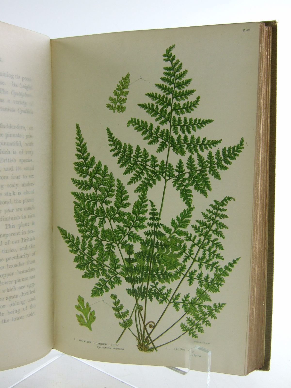 Stella & Rose's Books