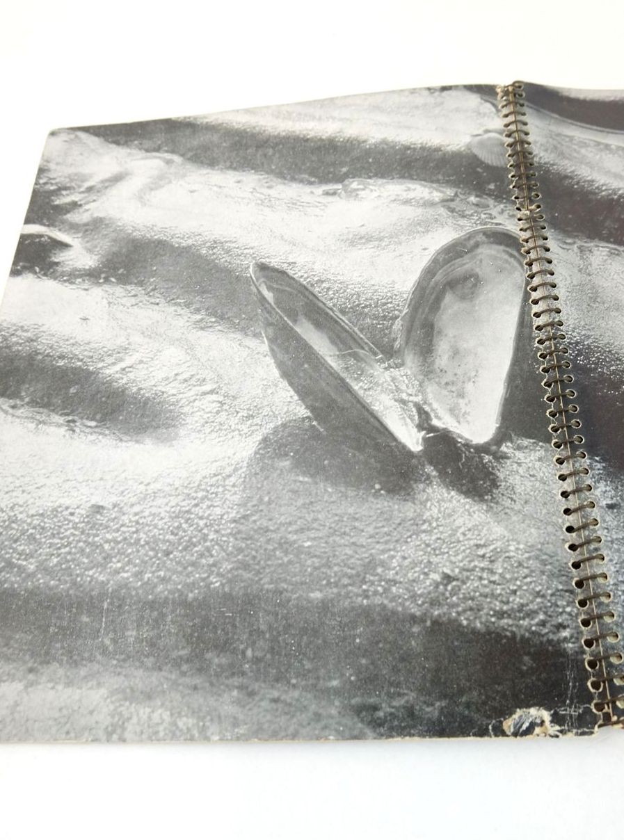 Stella & Rose's Books